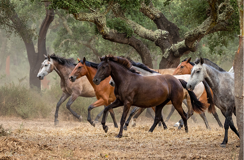 Horse Team | Invest in Purebred Lusitano Horses with Olympic Genetics