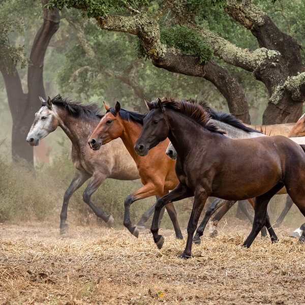 Horse Team | Invest in Purebred Lusitano Horses with Olympic Genetics